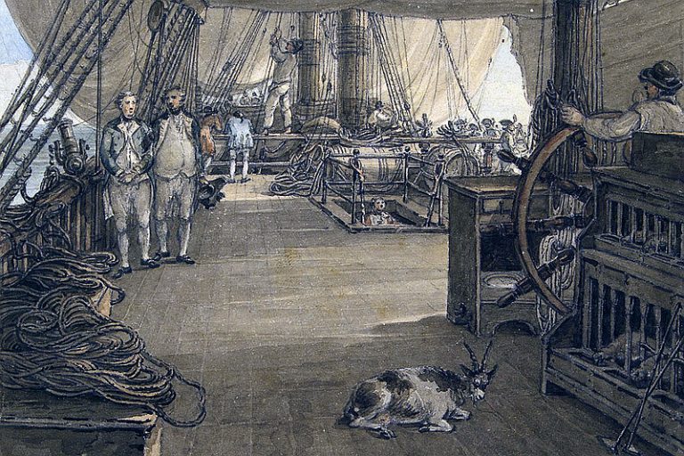 Old English Goat - Breed Profile - Goat Journal